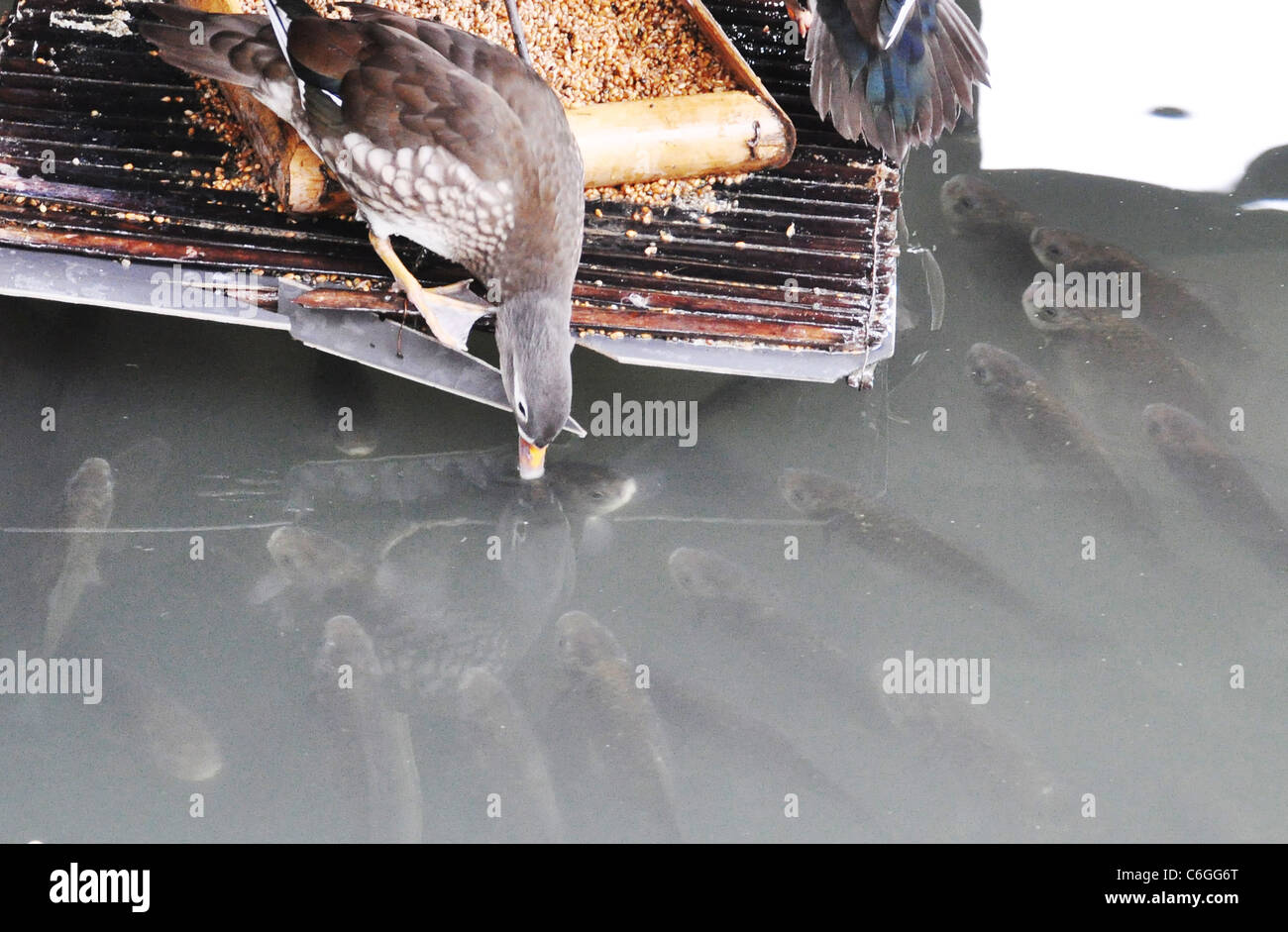 Duck mother Nature works in mysterious ways! This mandarin duck feeds ...
