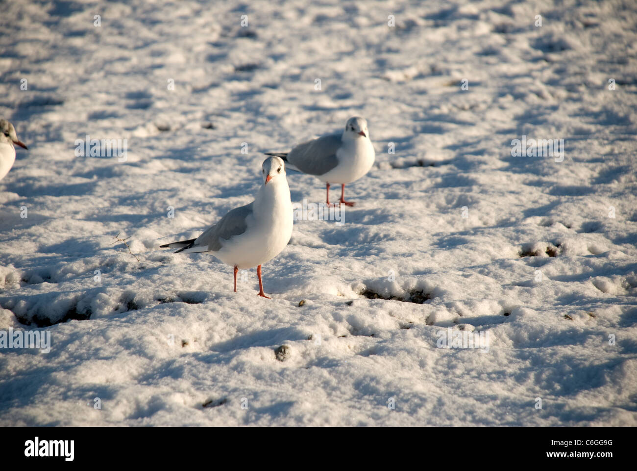 Herring gulls on beach hi-res stock photography and images - Alamy