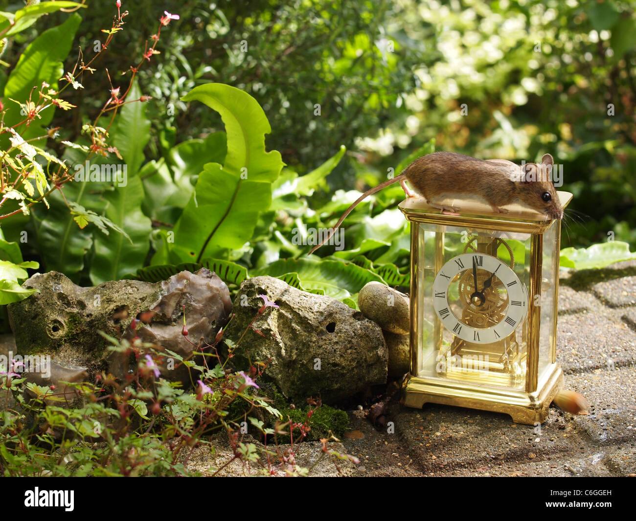 The mouse ran up the clock hi-res stock photography and images - Alamy