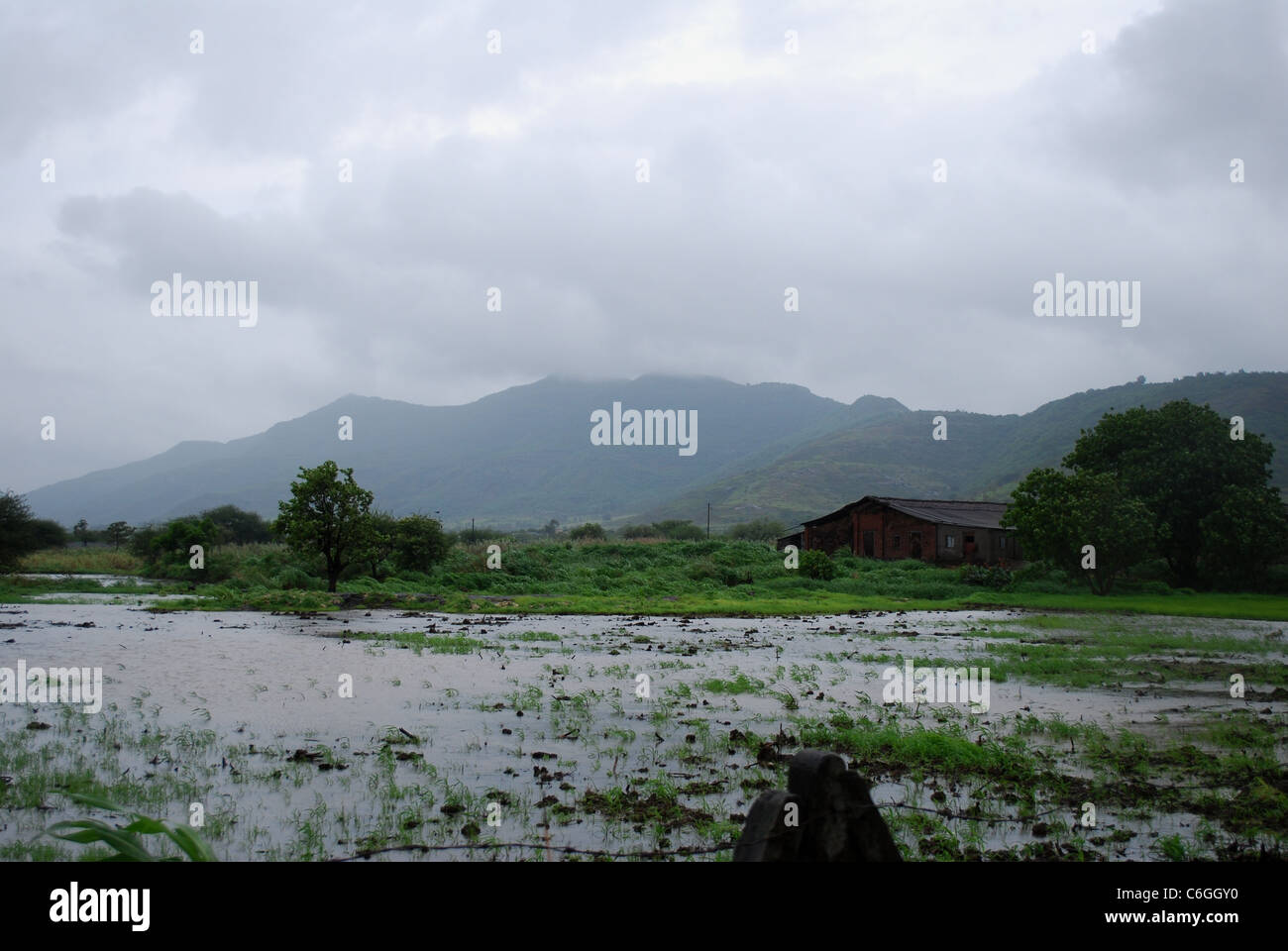 rainy season field Stock Photo - Alamy