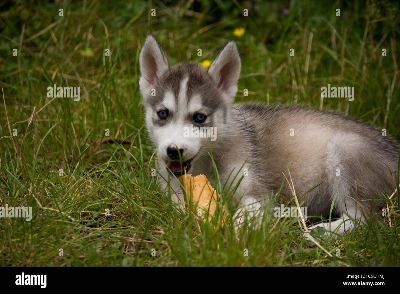 Husky eating hi-res stock photography and images - Alamy