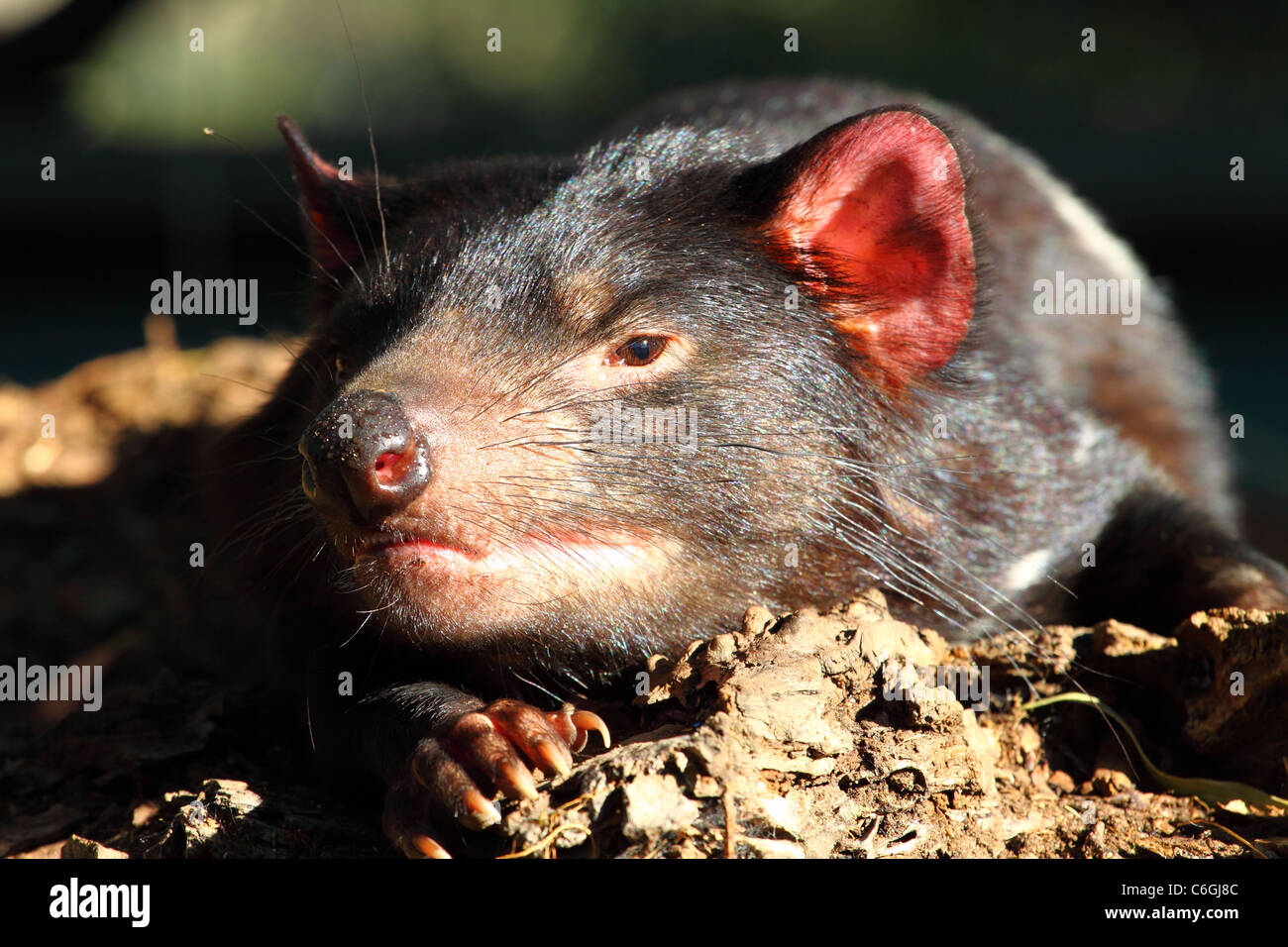 Devil of australia hi-res stock photography and images - Alamy