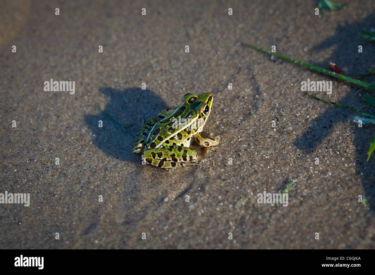 Leopard frog on the beach Stock Photo - Alamy
