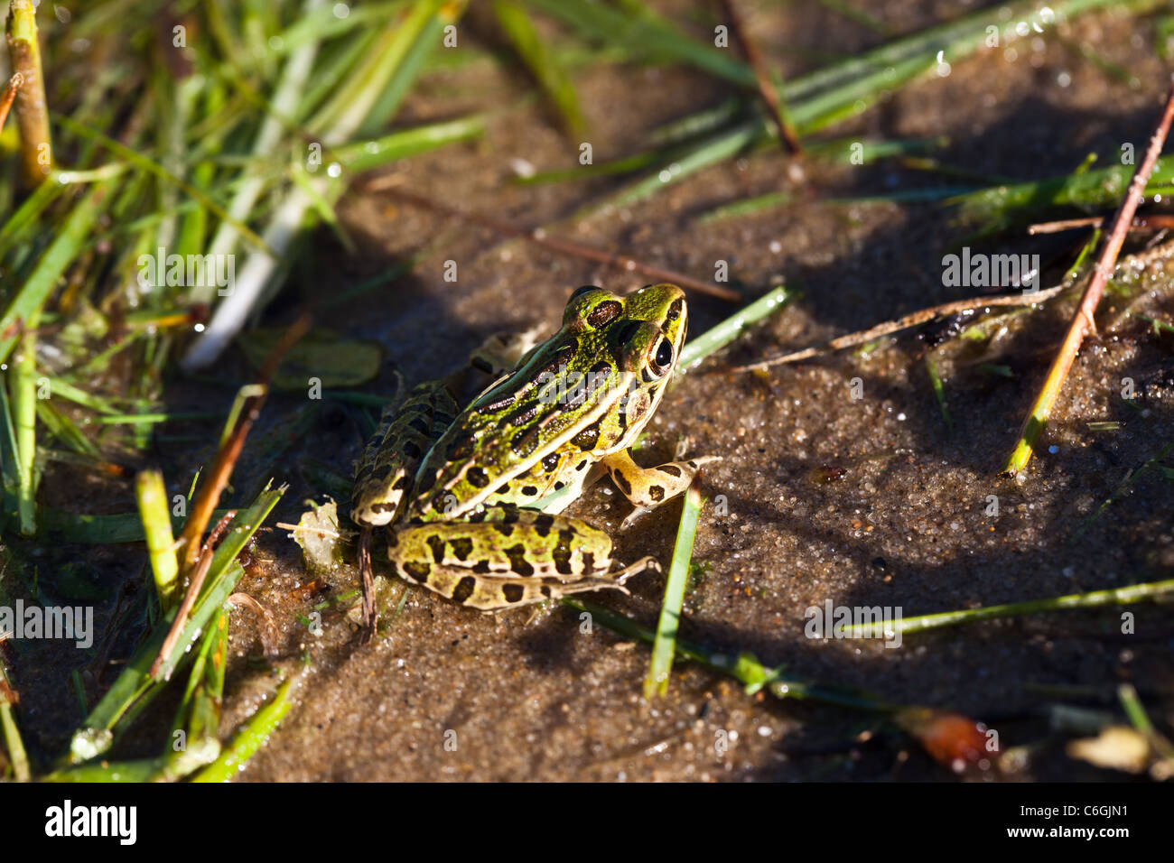 Frog in mud hi-res stock photography and images - Alamy