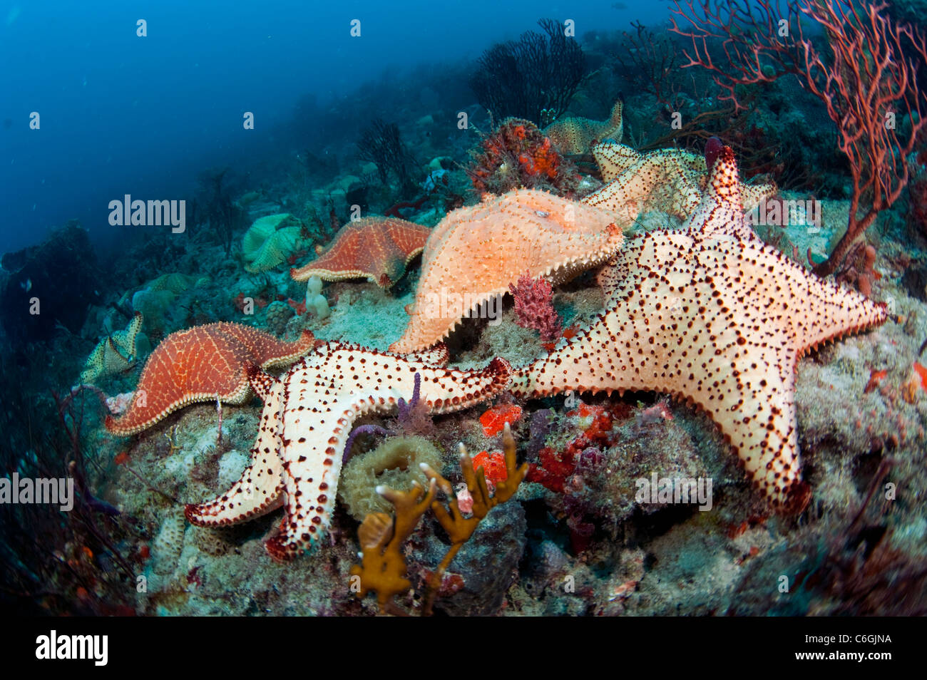 Cushion star fish, Oreaster reticulatus, crawl over a coral reef in ...
