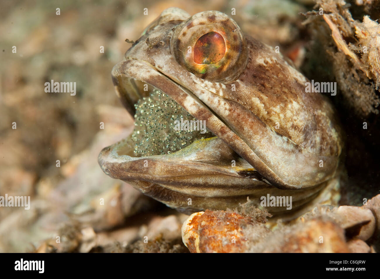 Incubating A Clutch Of Eggs High Resolution Stock Photography and ...