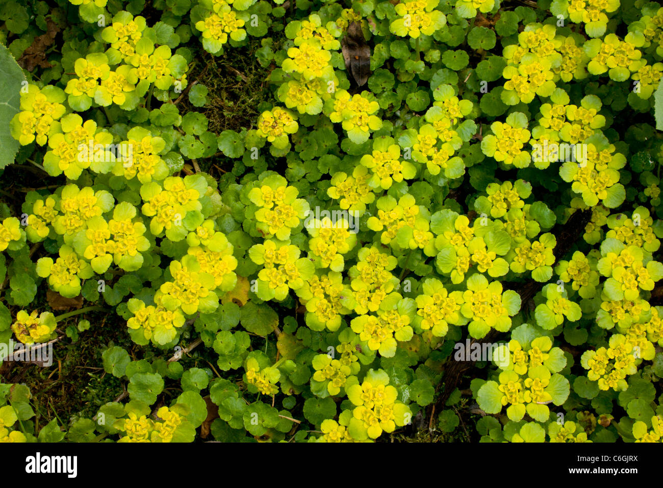 Alternate-leaved Golden-Saxifrage, Chrysosplenium alternifolium in ...