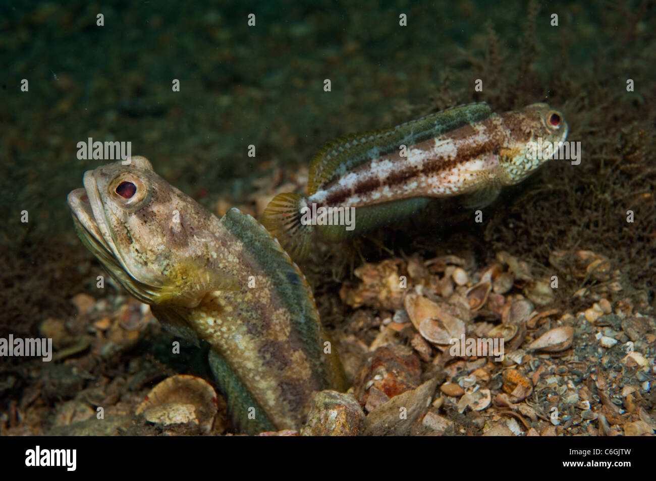 A pair of Banded Jawfish, Opistognathus macrognathus, courting prior to ...