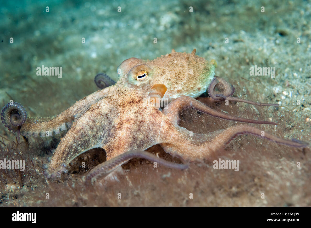 Atlantic Long Arm Octopus, Octopus defilippi, on the bottom of the Lake ...