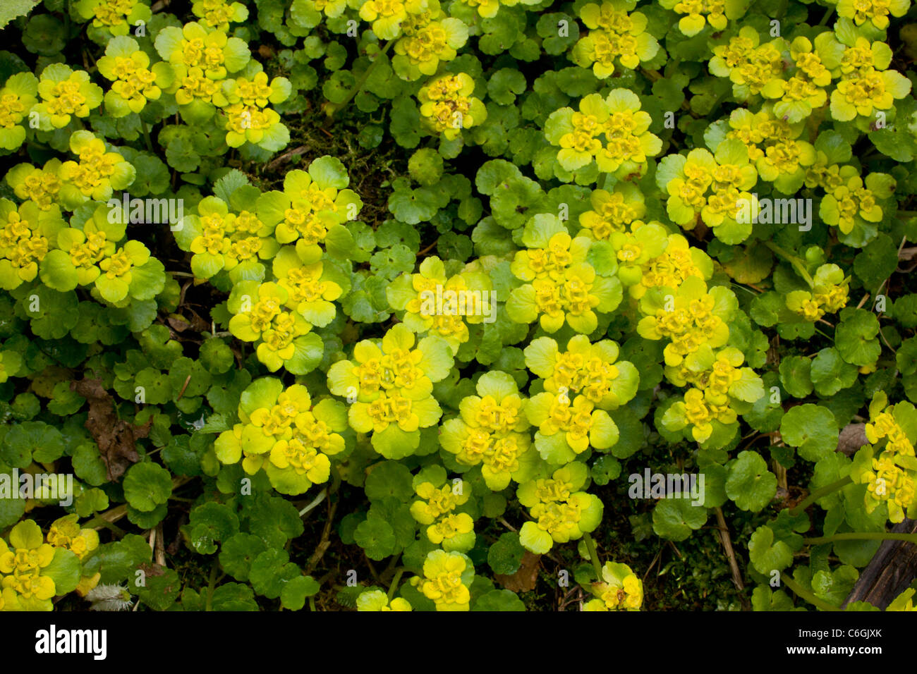 Alternate-leaved Golden-Saxifrage, Chrysosplenium alternifolium in ...