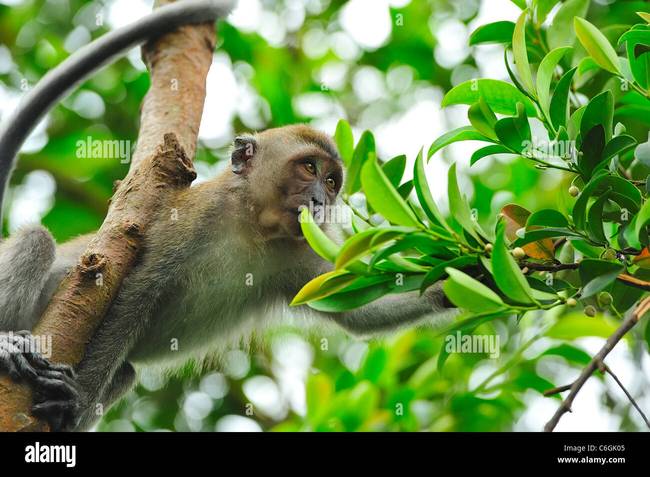 Monkey gathering hi-res stock photography and images - Alamy