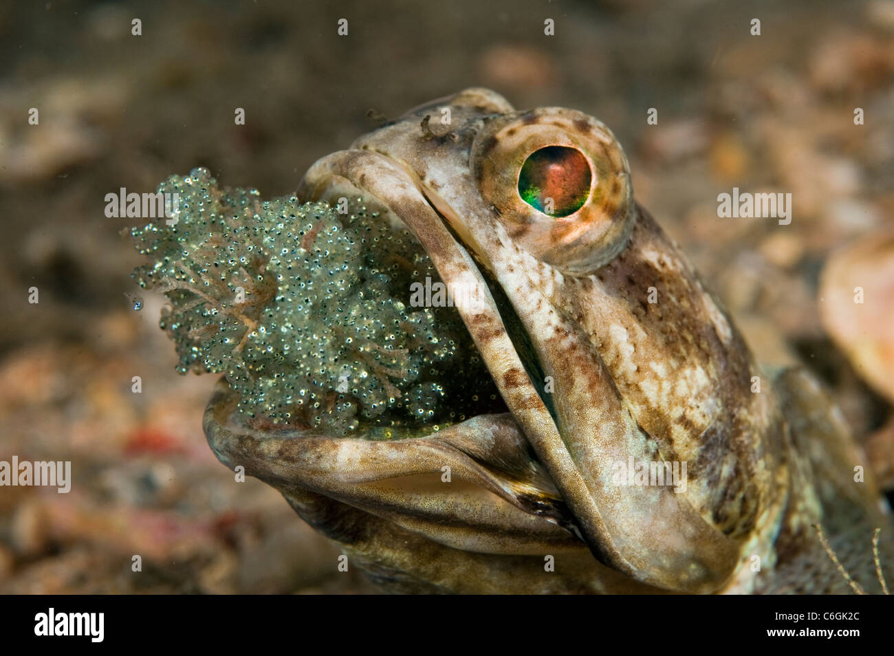 Banded jawfish opistognathus macrognathus hi-res stock photography and ...