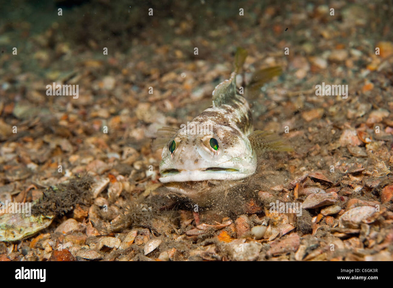 Banded jawfish hi-res stock photography and images - Alamy