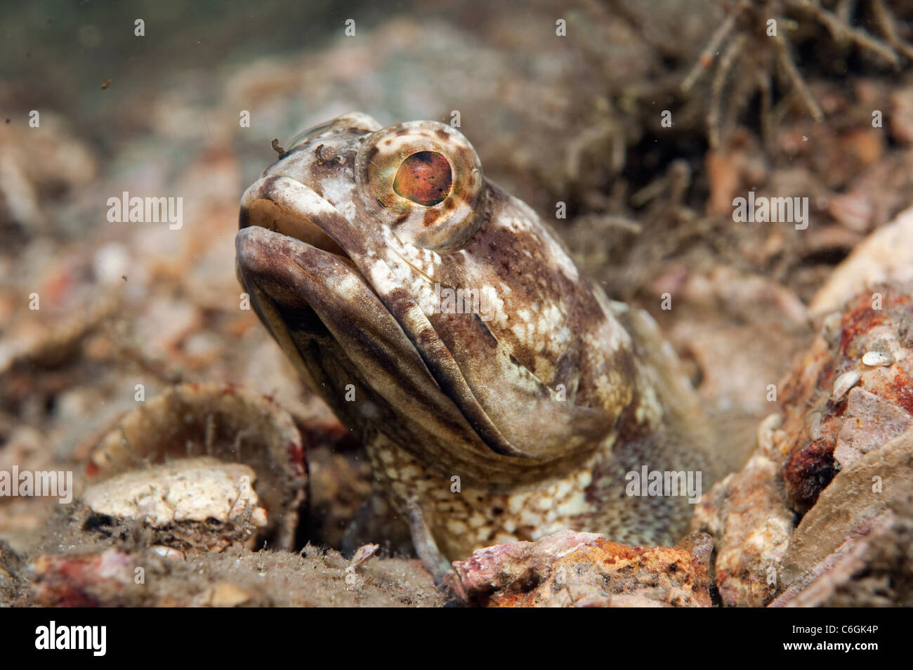 Male Banded Jawfish, Opistognathus macrognathus, swims over the bottom ...