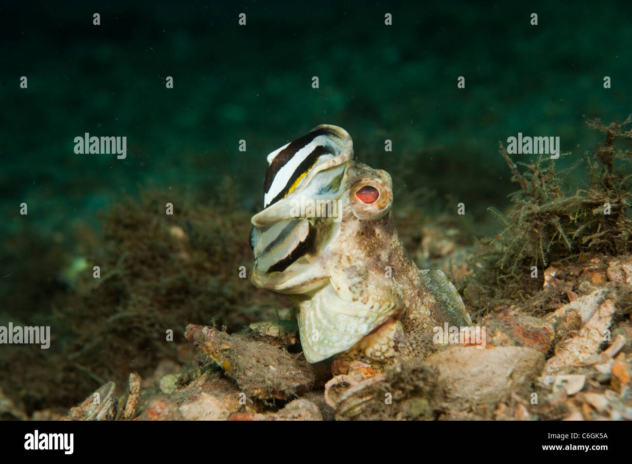 Male Banded Jawfish, Opistognathus macrognathus, swims over the bottom ...