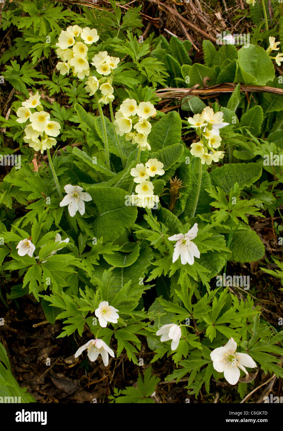 True oxlip primula elatior hi-res stock photography and images - Alamy