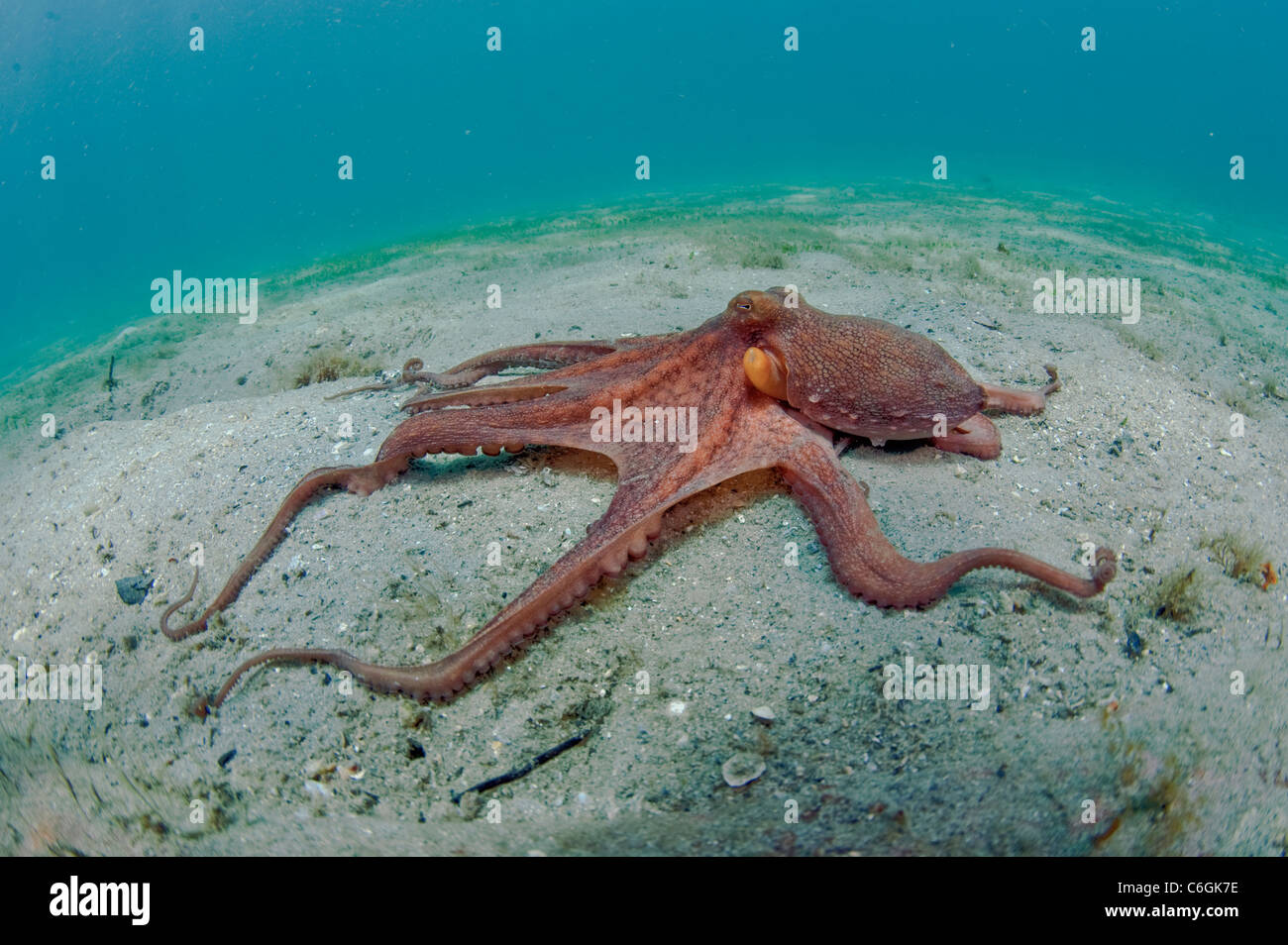 Long arm octopus hi-res stock photography and images - Alamy