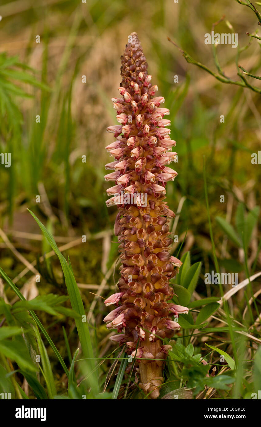 Rhodope toothwort, Lathraea rhodopea - endemic parasitic plant, Rhodopi ...