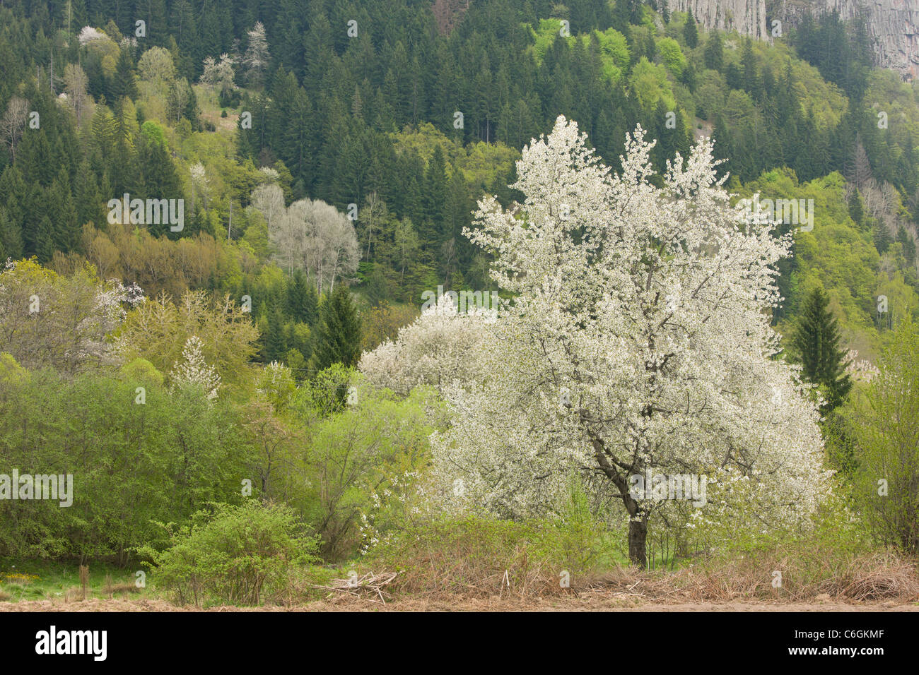Wild Cherry or Gean, Prunus avium tree in a springtime wooded landscape ...