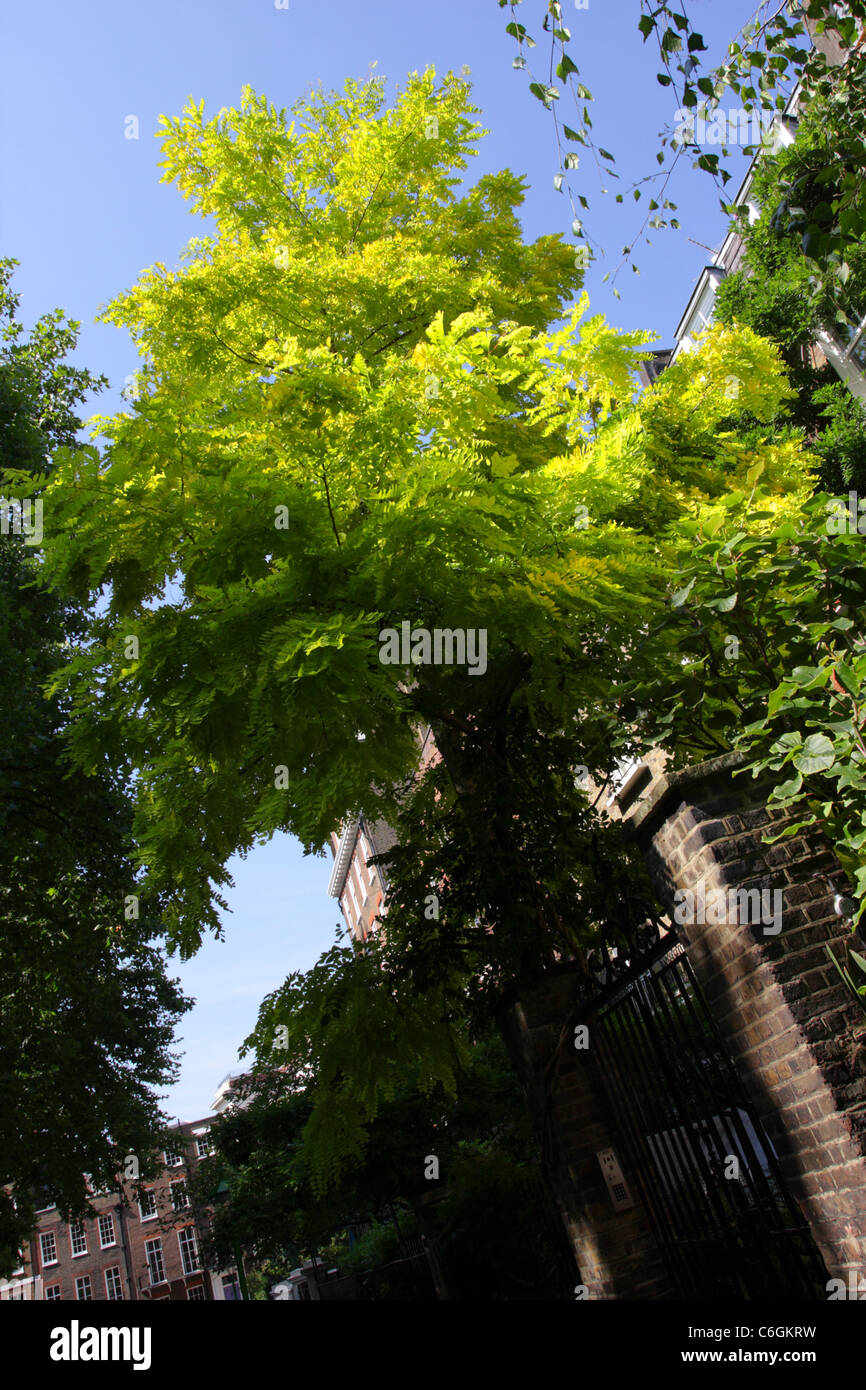 Angled view of the Robinia pseudoacacia frisia tree in Kensington ...