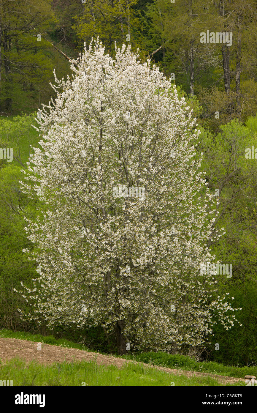 Prunus avium tree hi-res stock photography and images - Alamy