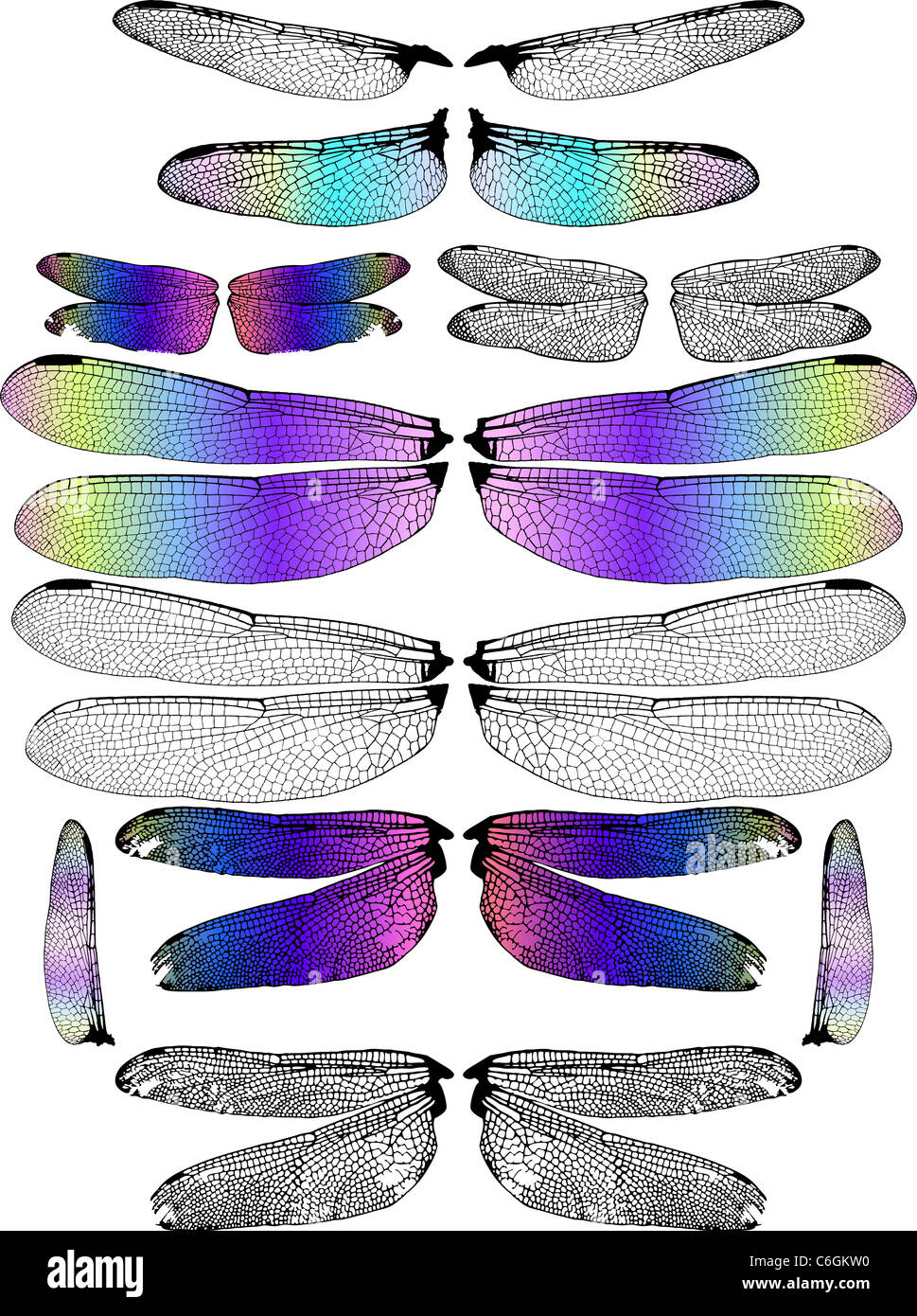 Diaphanous Delicate Dragonfly Wings Stock Photo - Alamy