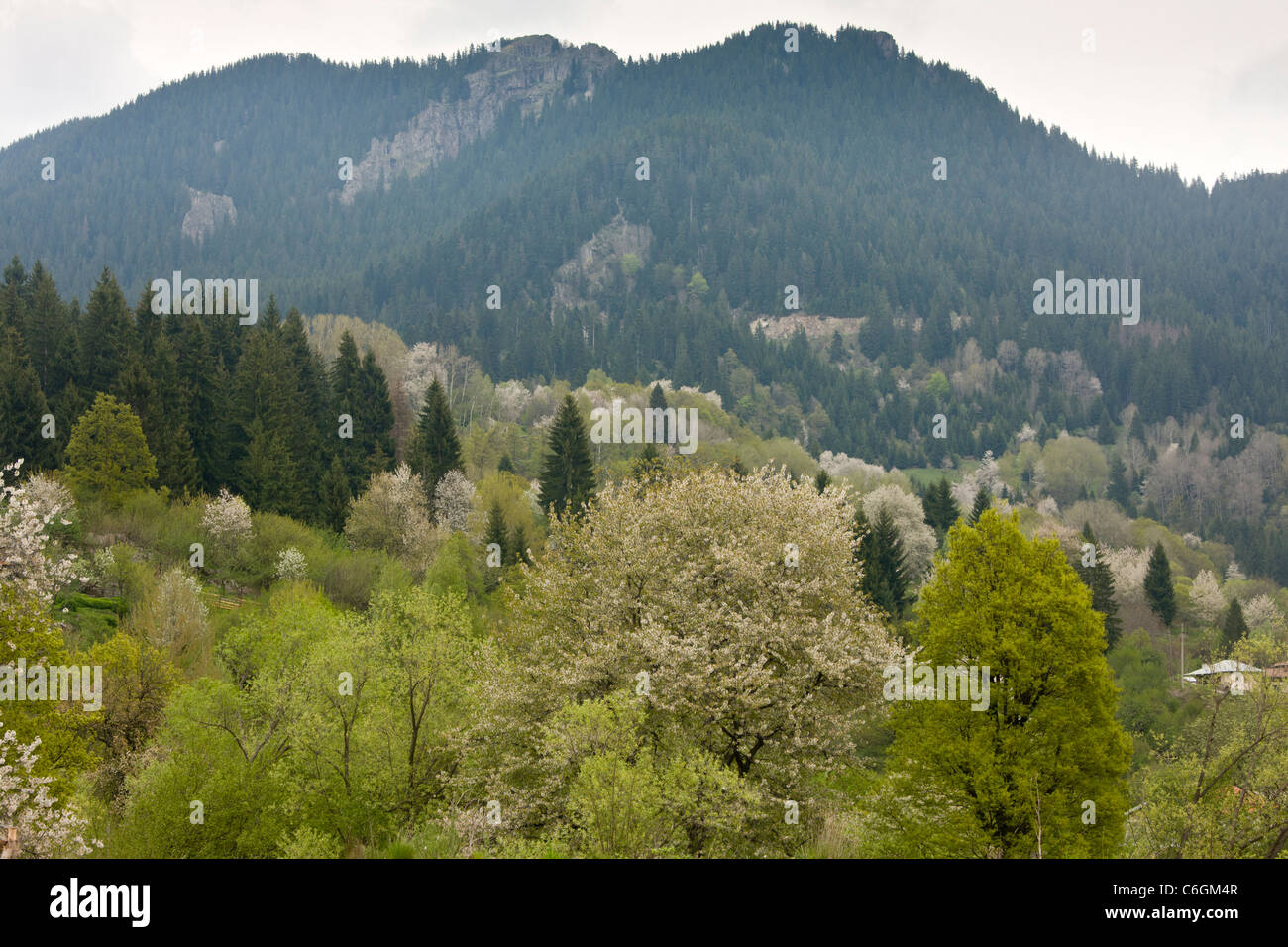Wild Cherry or Gean, Prunus avium trees in a springtime wooded ...