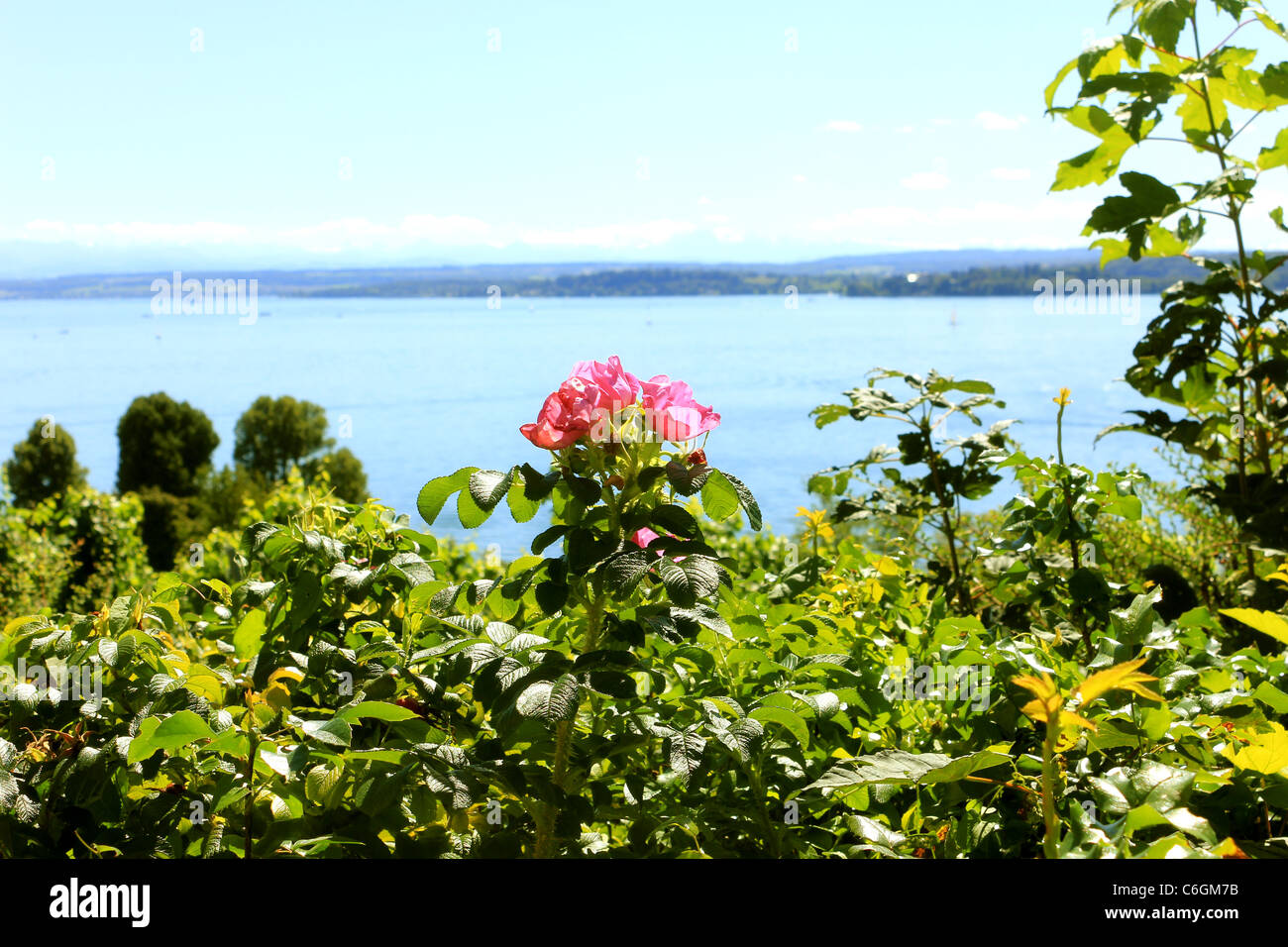 Lake flower hi-res stock photography and images - Alamy
