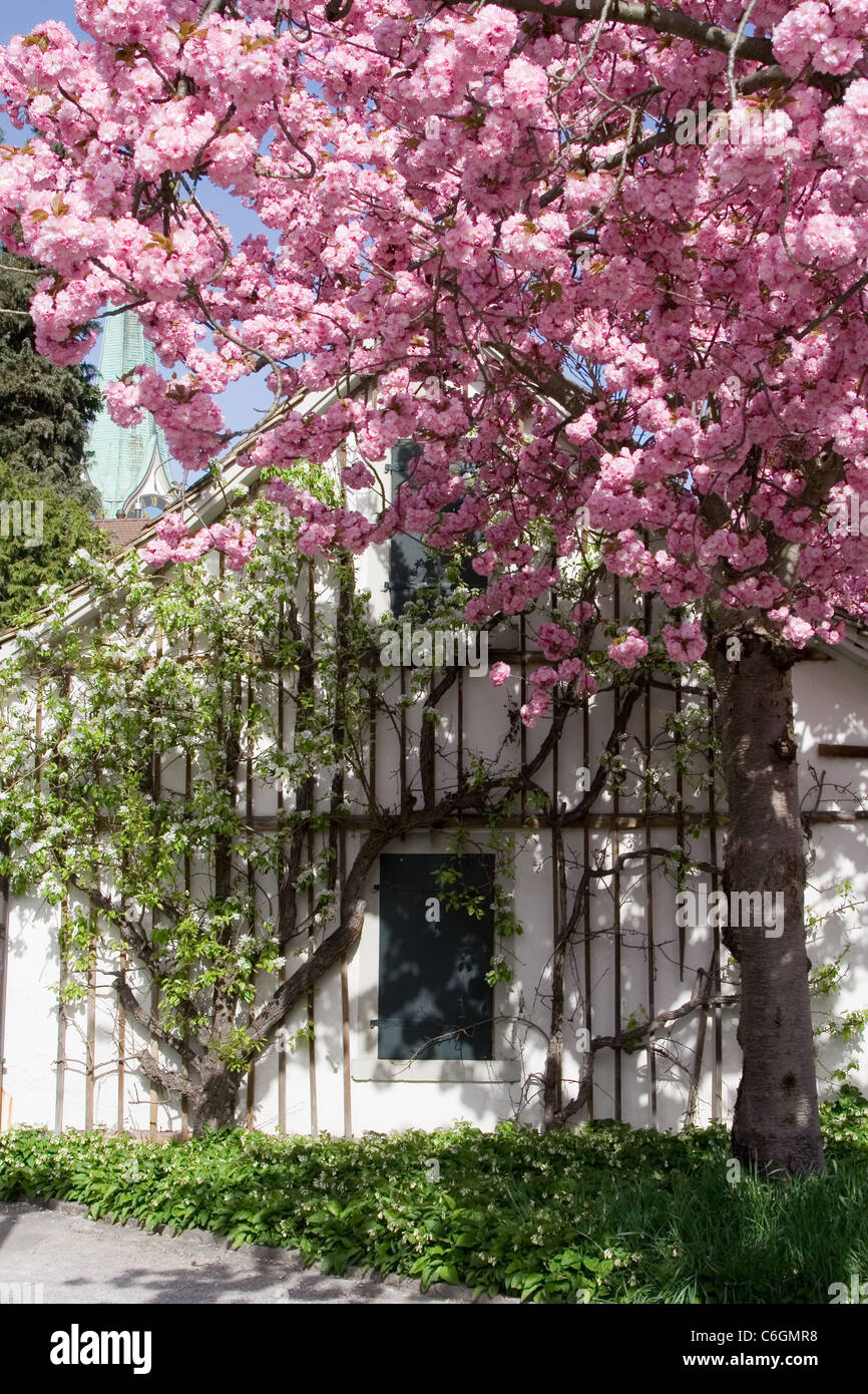 A white house by the flourishing pink fruit tree Stock Photo - Alamy