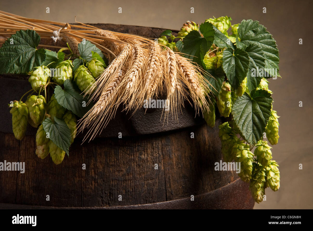 hops with barley Stock Photo - Alamy