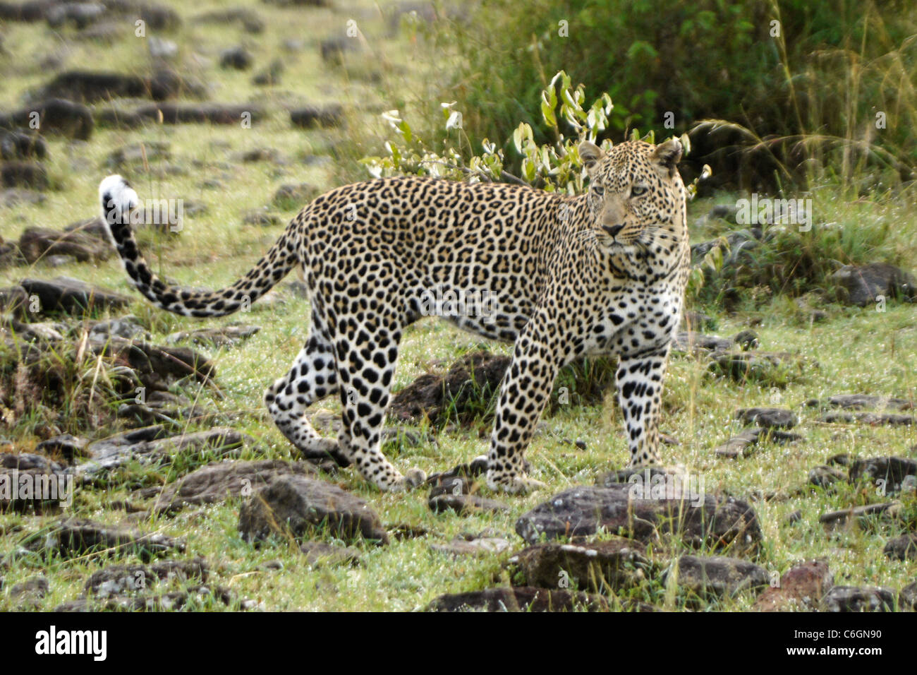 Male leopard walking across rocky terrain, Masai Mara, Kenya Stock ...