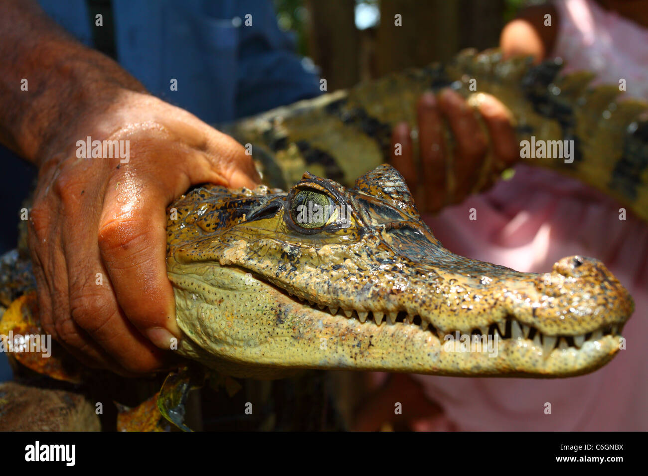 young cayman reptile with beautiful eyes Stock Photo - Alamy