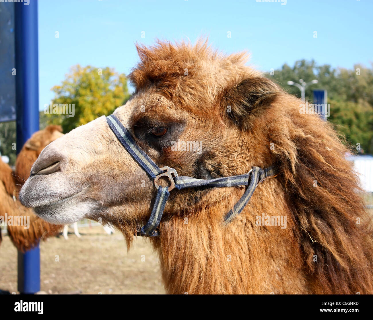 Head of camel, close-up Stock Photo - Alamy