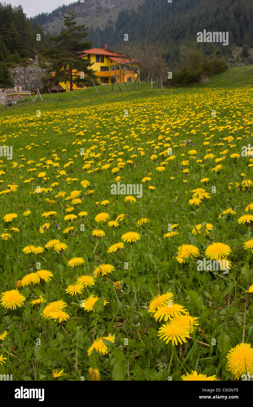 Common Dandelions, Taraxacum officinale in flower in spring; pasture in ...