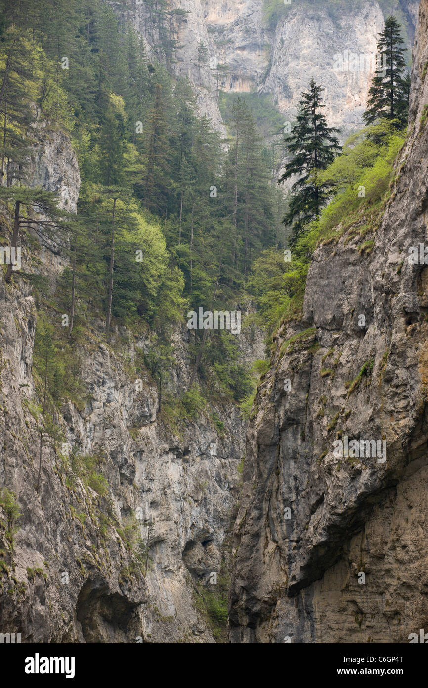 Precipitous limestone cliffs, with spruces, on a misty day in the ...