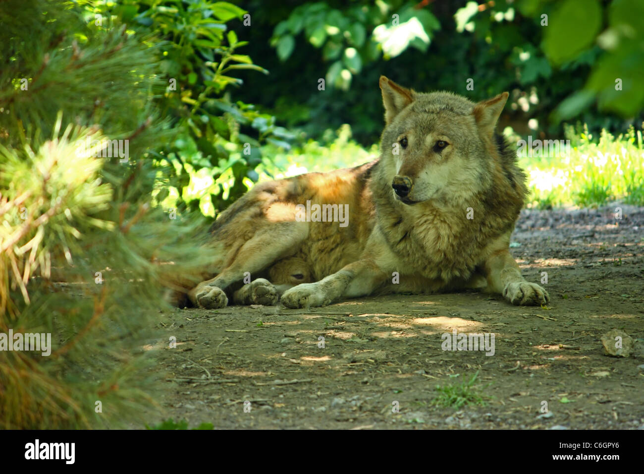 Wolf lying in the shadows of the tree Stock Photo - Alamy