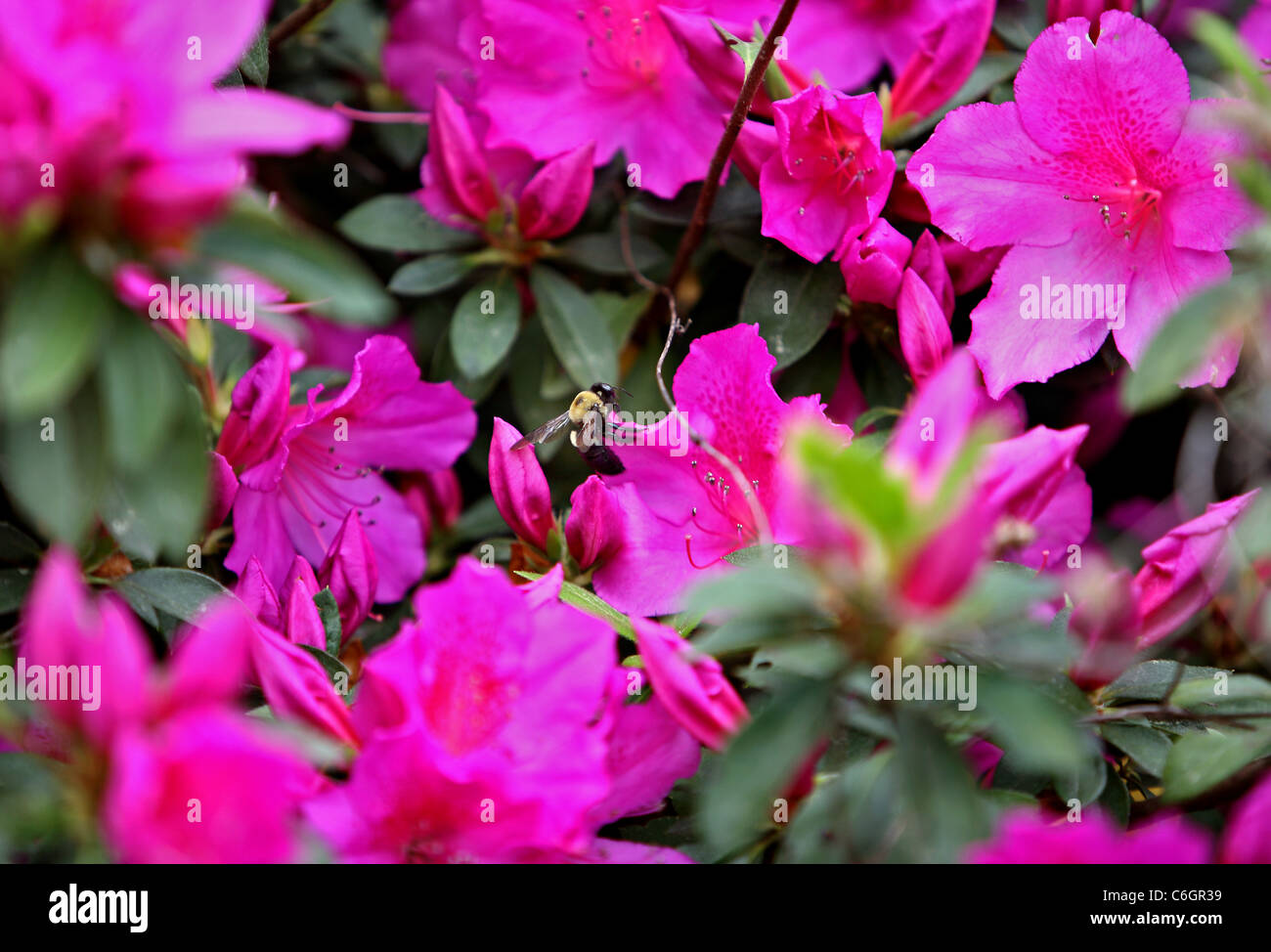 Azalea flower hi-res stock photography and images - Alamy
