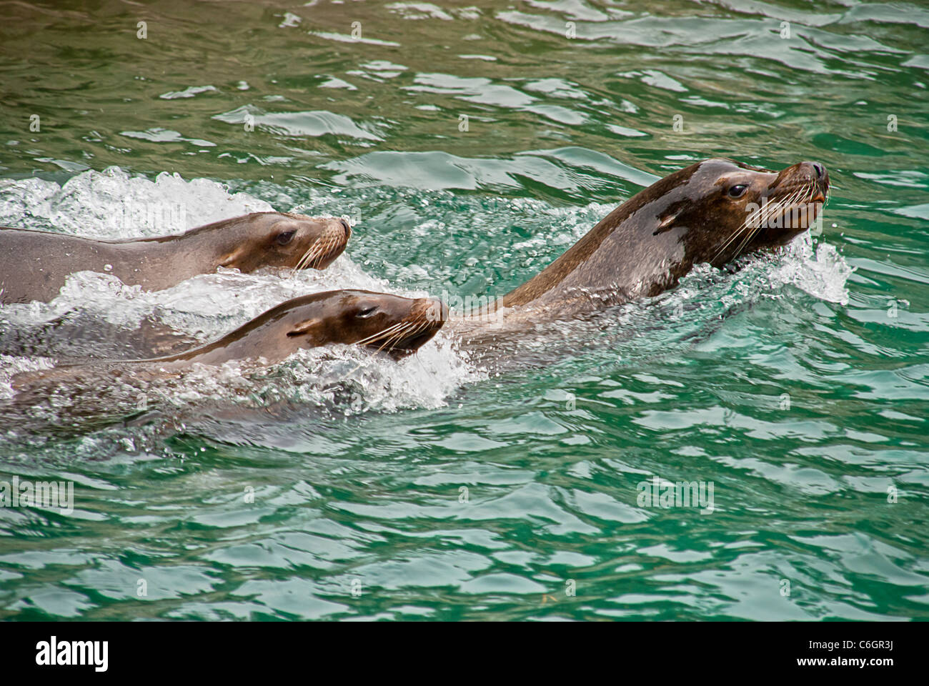 Harbor seals swimming in water Stock Photo - Alamy