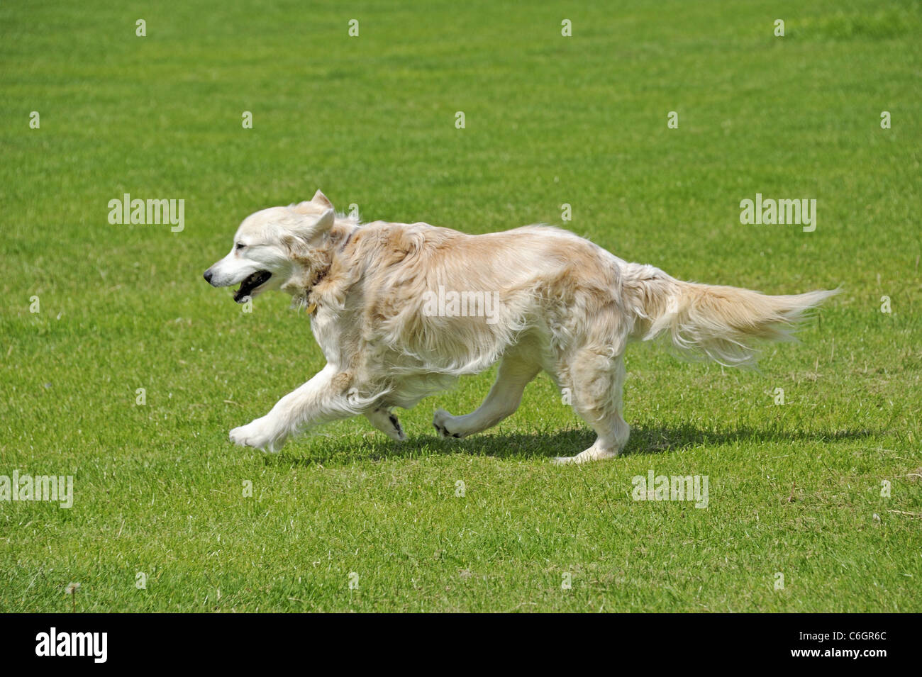 Golden retriever running hi-res stock photography and images - Alamy