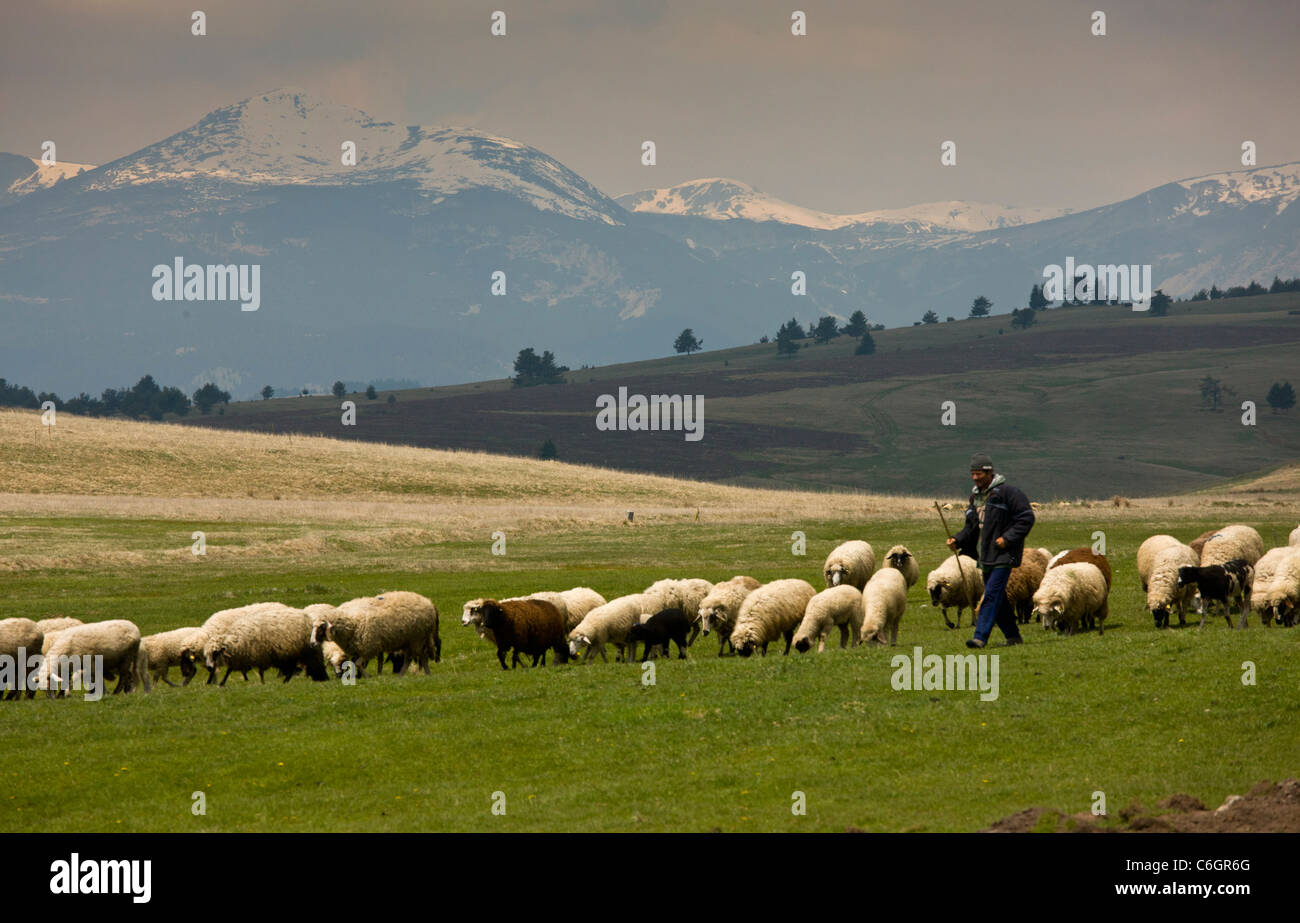 Shepherd sheep hi-res stock photography and images - Alamy