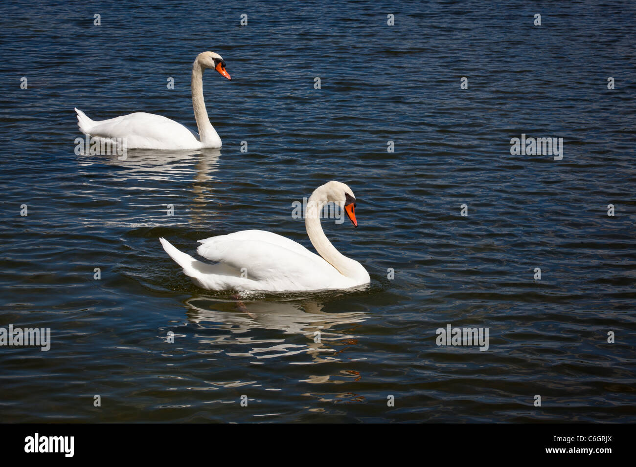 Two swans swimming in a lake Stock Photo - Alamy