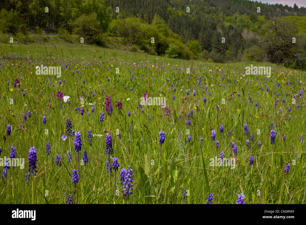 Field full of Grape Hyacinths (Muscari neglectum} and Green-winged ...