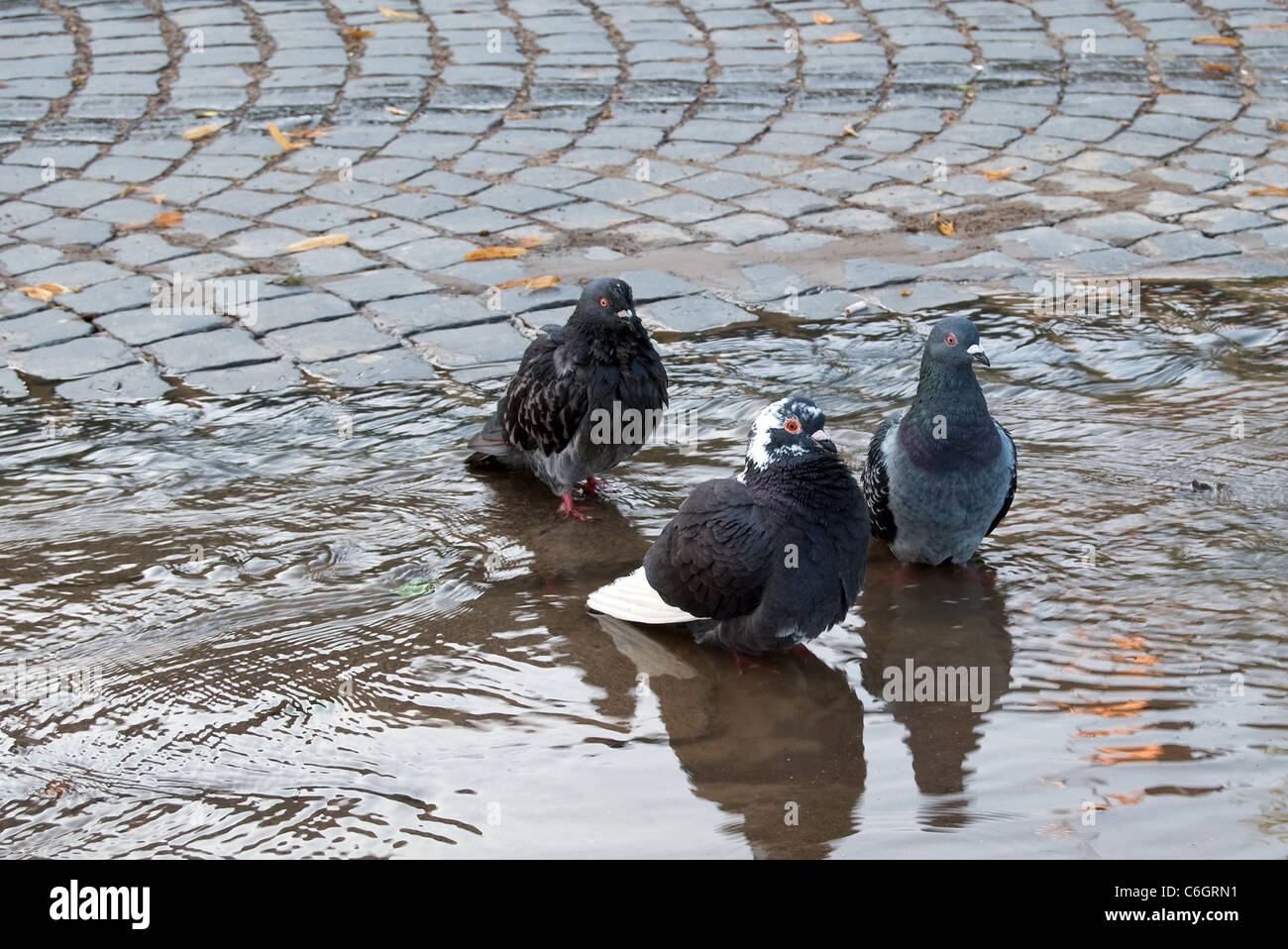 three pigeons bath in puddle Stock Photo - Alamy
