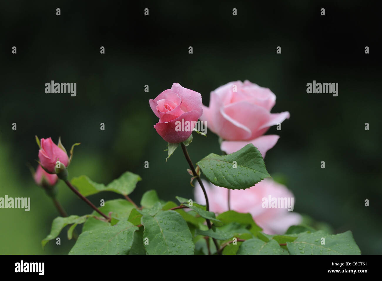 Queen Elizabeth rose bush Stock Photo - Alamy