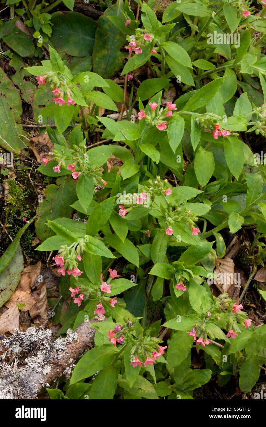 Red lungwort pulmonaria rubra hi-res stock photography and images - Alamy