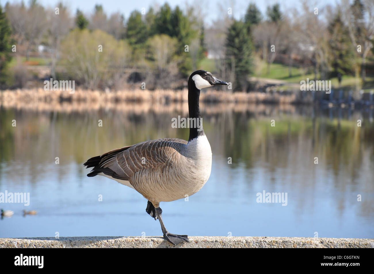 Duck goose geese hi-res stock photography and images - Alamy