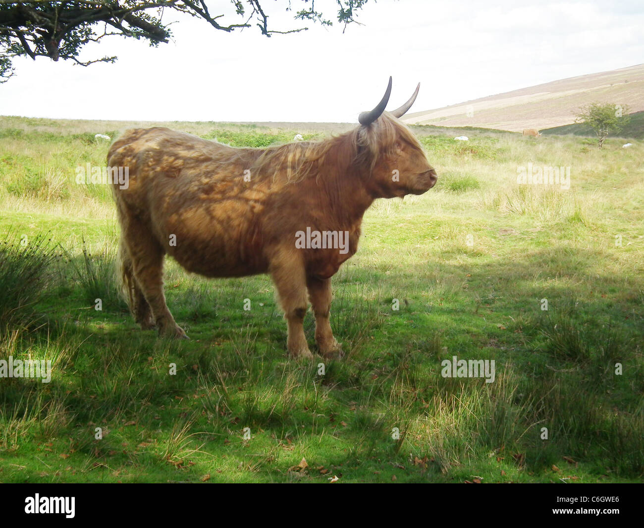 RED HIGHLAND CATTLE on pastures in Devon. Photo Tony Gale Stock Photo ...