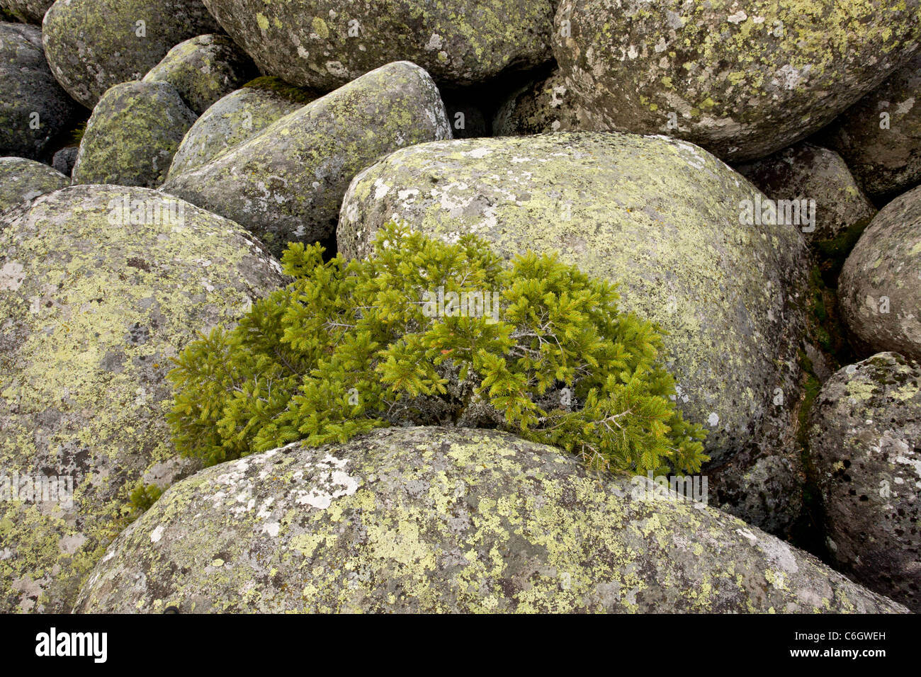 Dwarfed Norway Spruce, on Vitosha stone river, formed from granite in ...