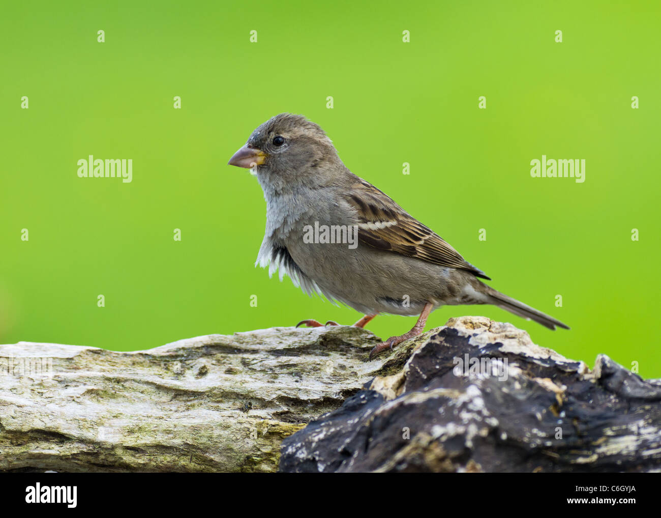 Female House Sparrow Stock Photo - Alamy