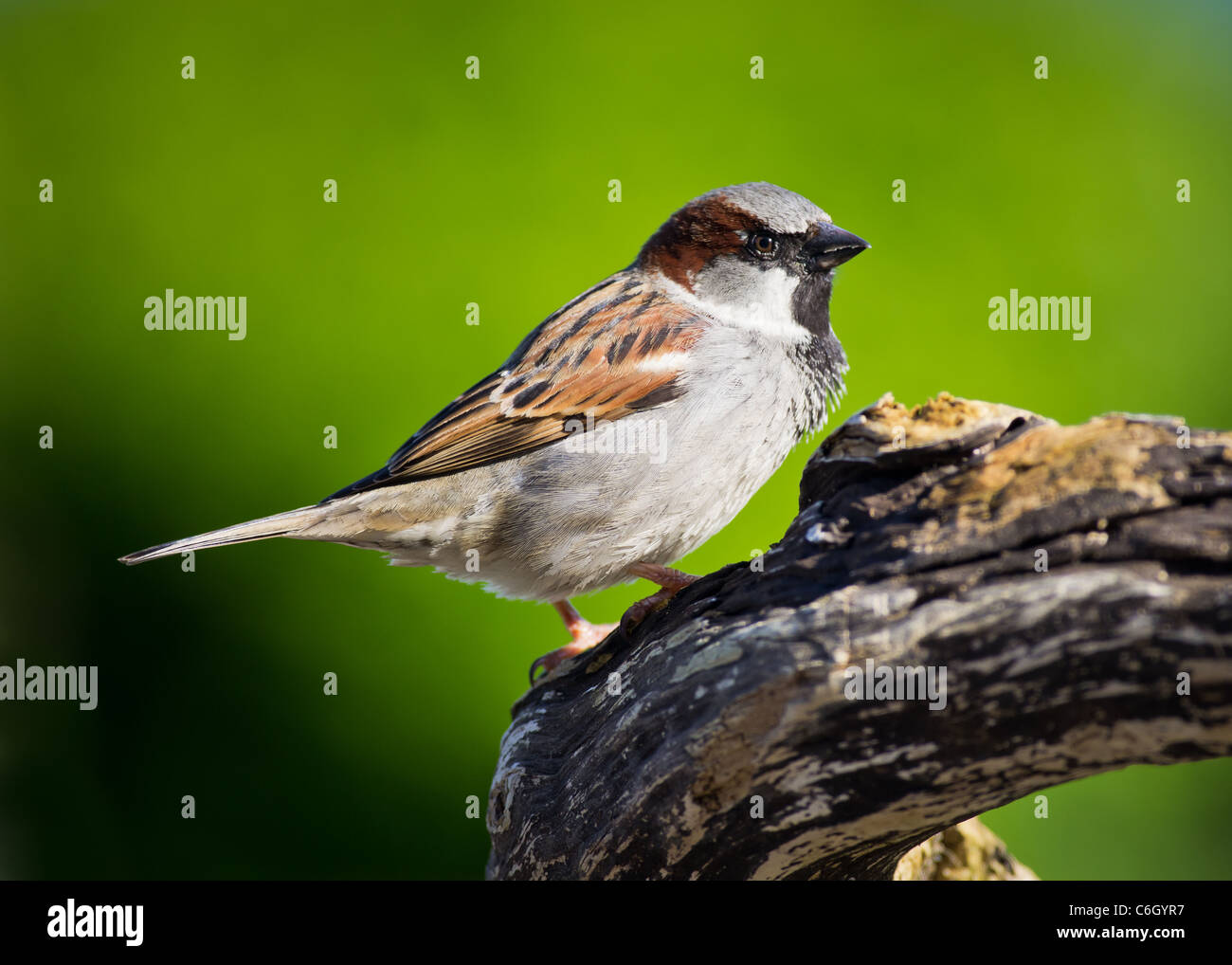 Male House Sparrow Stock Photo - Alamy